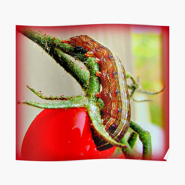 "Muncher" Poster by stormchaser7 | Redbubble