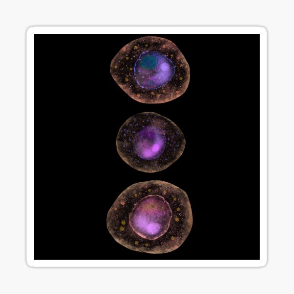 "Stem cells art" Sticker by Osher-BioArt | Redbubble