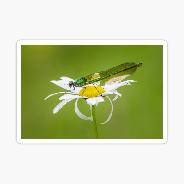 "Banded Demoiselle on Oxeye Daisy" Sticker for Sale by alecpics | Redbubble