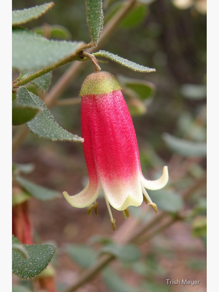 "Correa 'Canberra Bells'" Poster for Sale by Baynanno1 | Redbubble