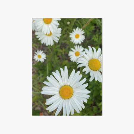 Lámina rígida «Geometría sagrada en la naturaleza» de artvangrow ...