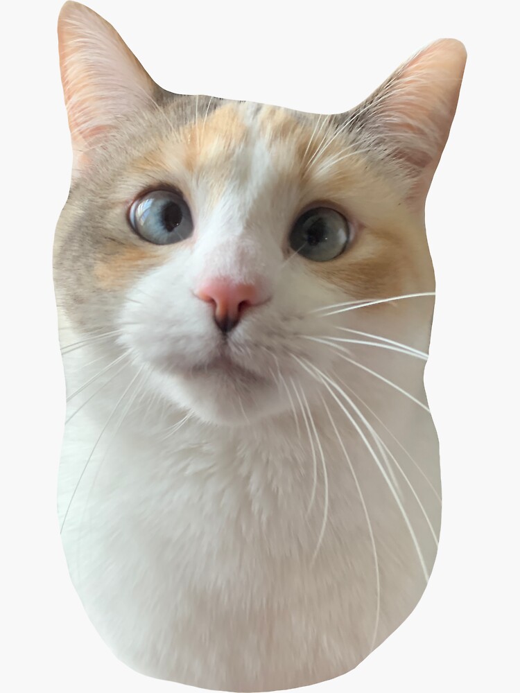 "Pank Pank" Sticker for Sale by fatfatpankocat | Redbubble