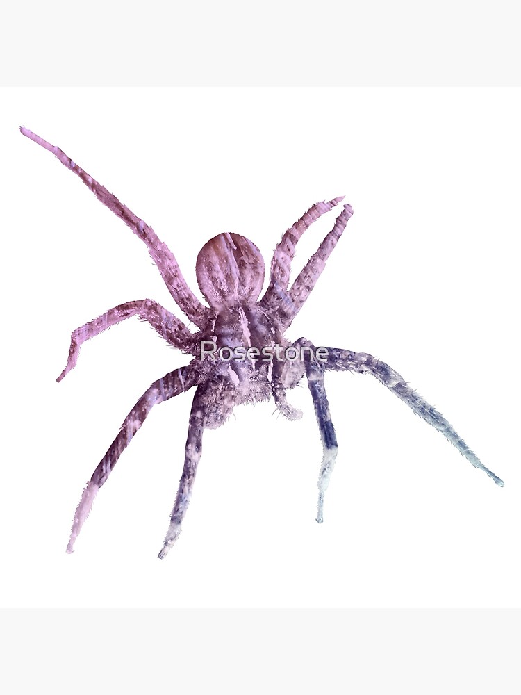 "Australian Water Spider Art" Poster by Rosestone | Redbubble