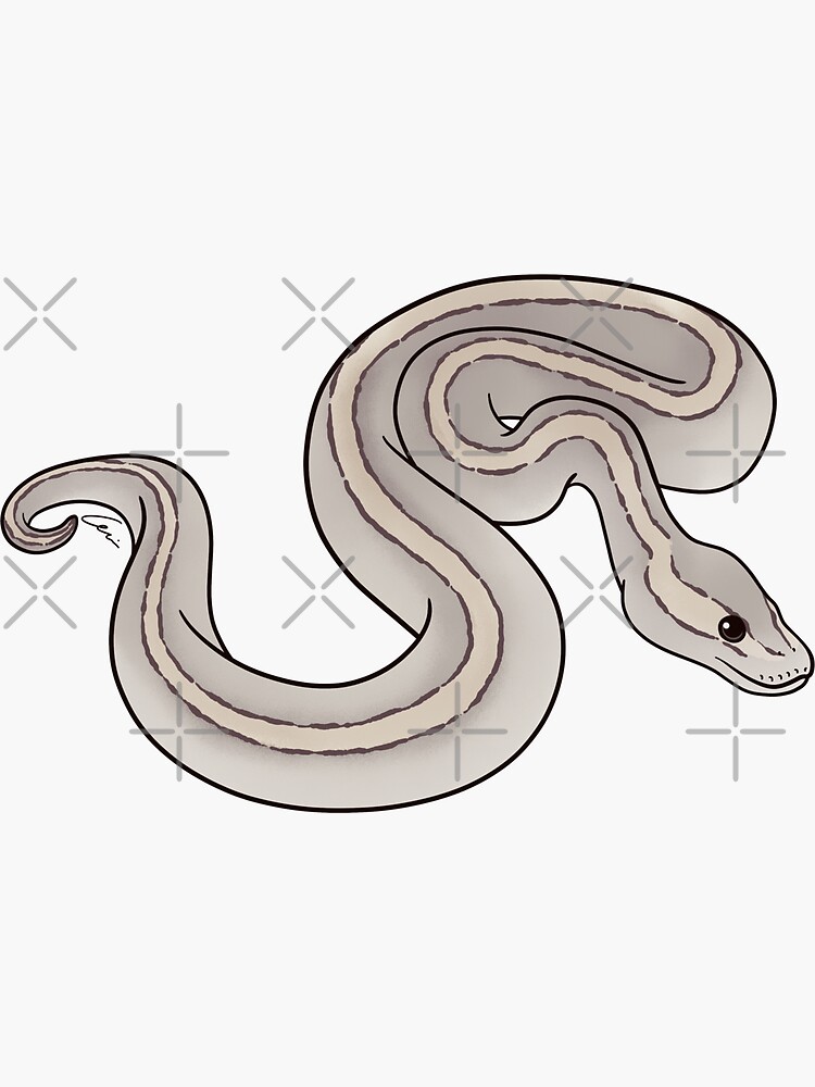 Pastel fantastic Puma Ball Python For