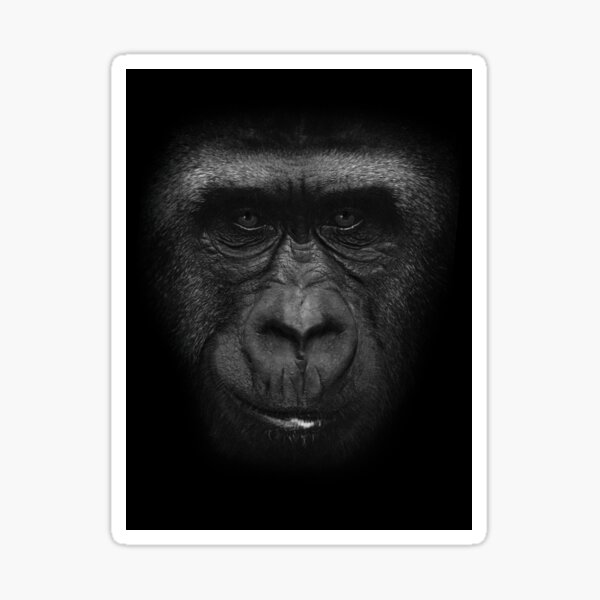 "Silverback Gorilla" Sticker by JarbasVisuals | Redbubble