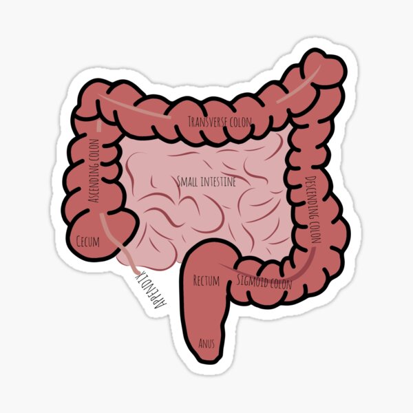 "Gastroenterology human anatomy" Sticker for Sale by Mermaidssparkle ...
