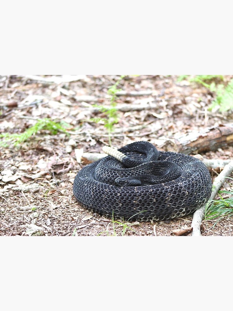 Timber Rattlesnake (black) Premium Matte Vertical Poster sold by Ingrid ...