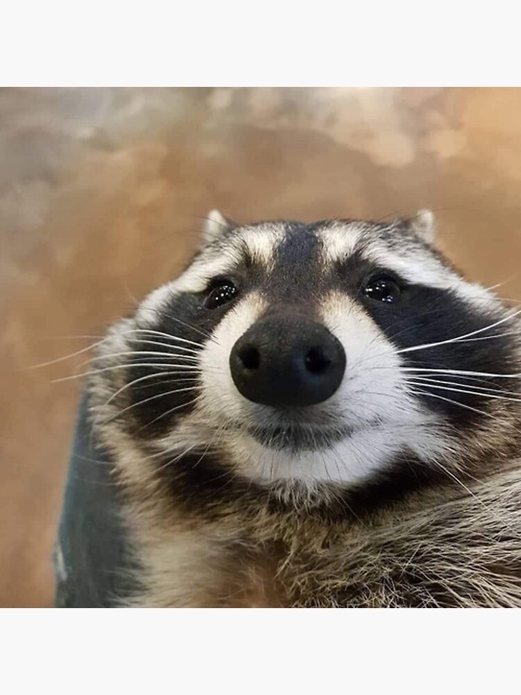 "Silly Raccoon" Sticker for Sale by DaveDango | Redbubble