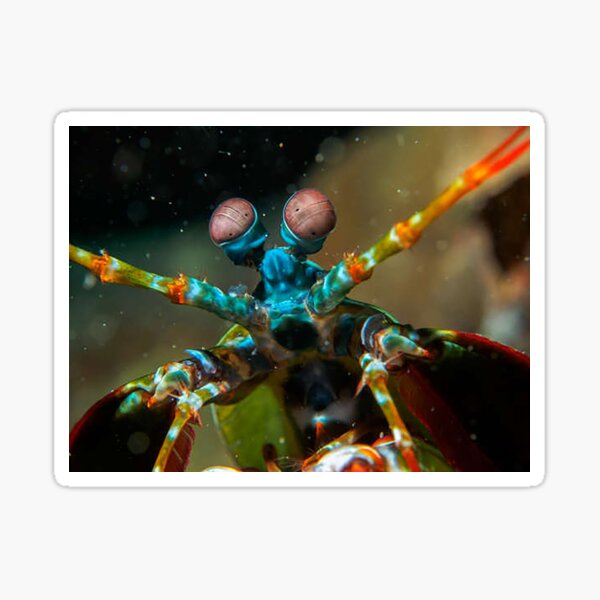 "Colorful crab, photograph, crusty, ocean life, crustacean, pinchers ...