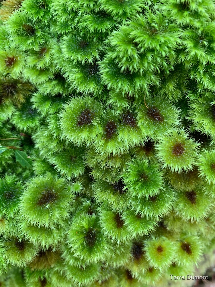 "Umbrella moss" Sticker for Sale by TerraDumont | Redbubble