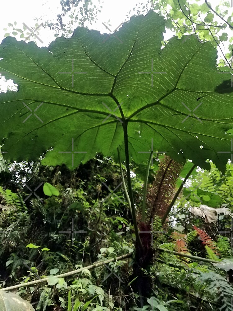 "Underside of the Gunnera Large Leaf Costa Rica Poor Man's Umbrella ...