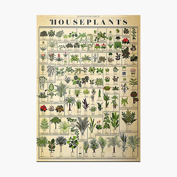 "The Horticultural Chart Of Houseplants Poster" Photographic Print for ...