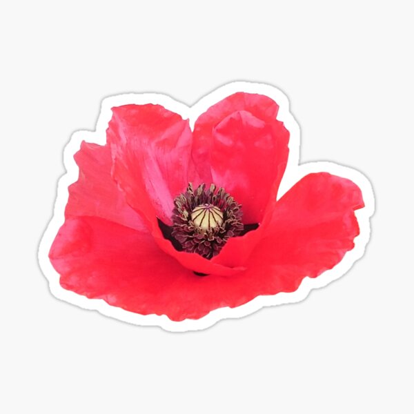 "Poppy" Sticker for Sale by WonkeyCreations | Redbubble