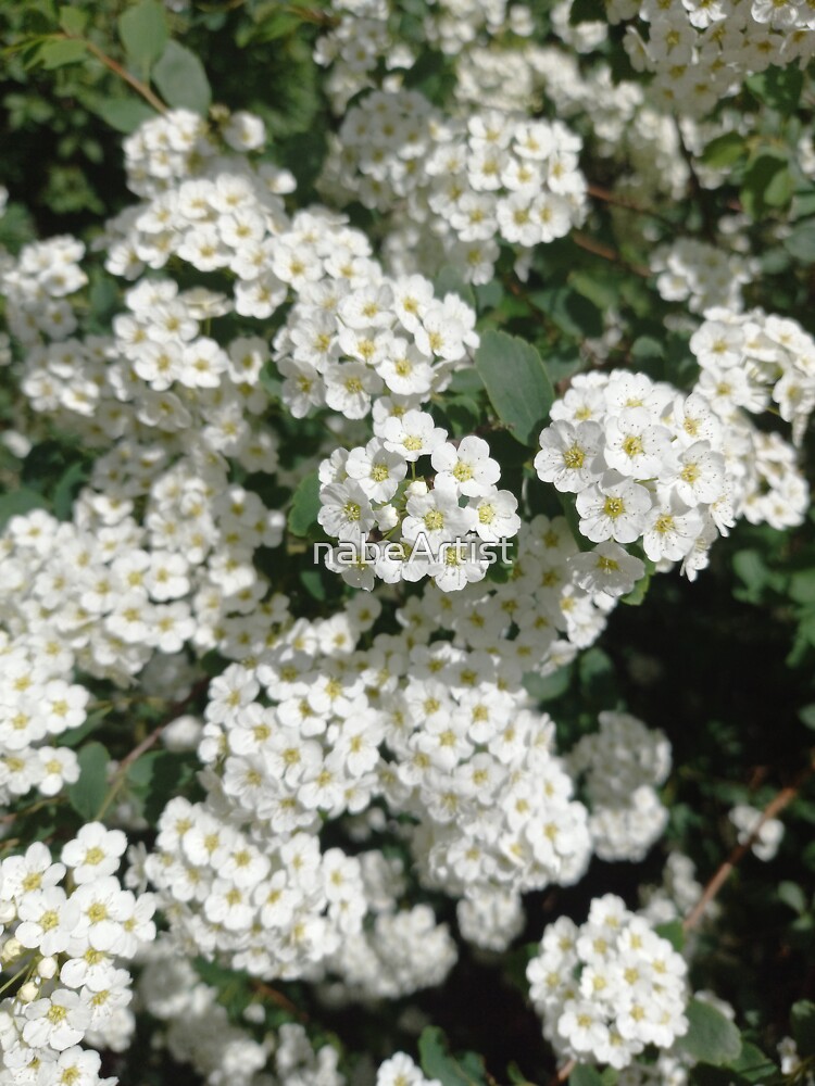 "White Spring Flowers on a Walk in Berlin (Japanese Shrub Spar ...