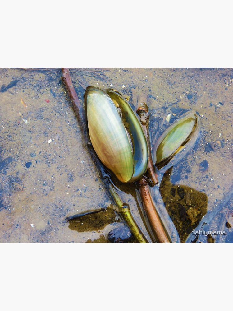 "Freshwater Mussels" Sticker for Sale by dahlymama | Redbubble