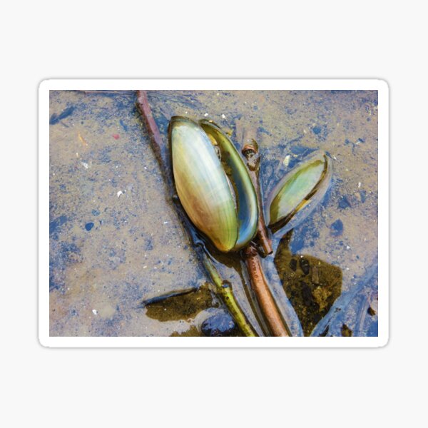 "Freshwater Mussels" Sticker for Sale by dahlymama | Redbubble