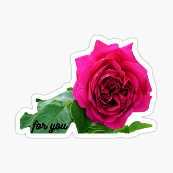 "Pink rose" Sticker for Sale by Almaram | Redbubble