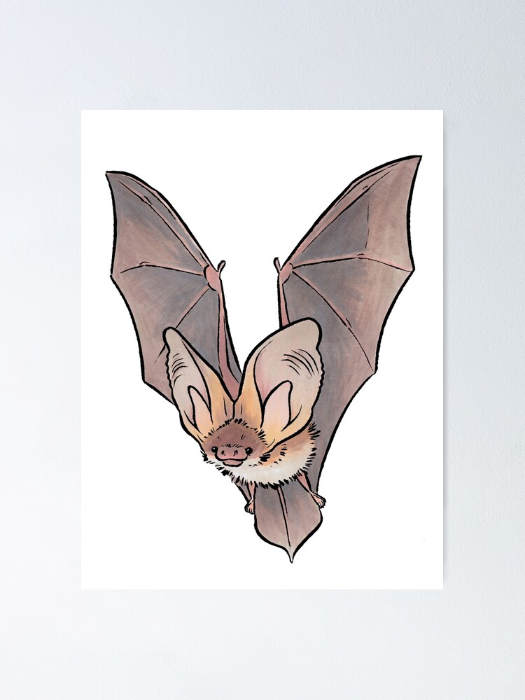 "Grey long-eared bat" Poster by HenriekeG | Redbubble