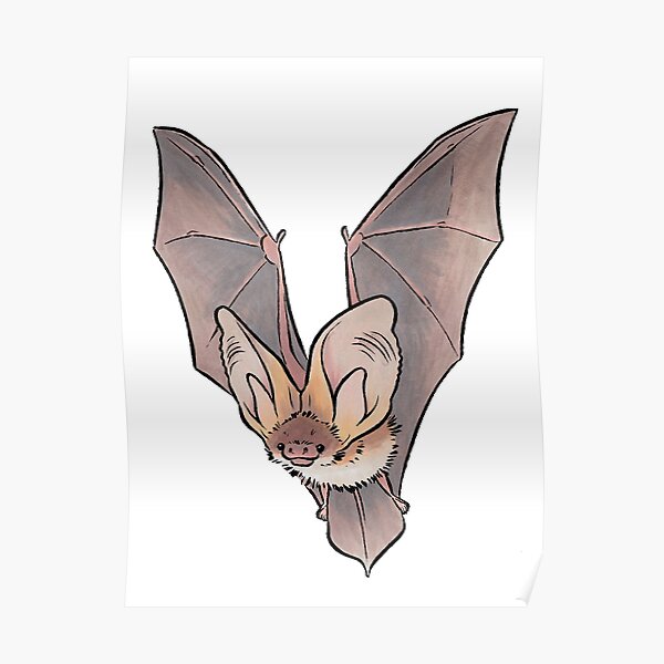 "Grey long-eared bat" Poster by HenriekeG | Redbubble