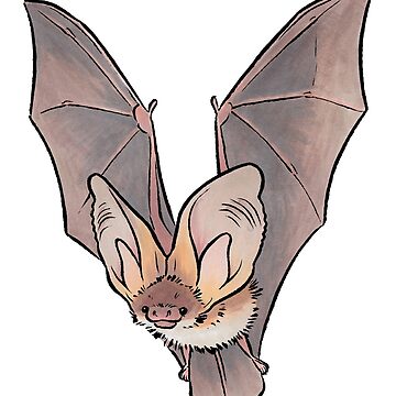 "Grey long-eared bat" Postcard for Sale by HenriekeG | Redbubble