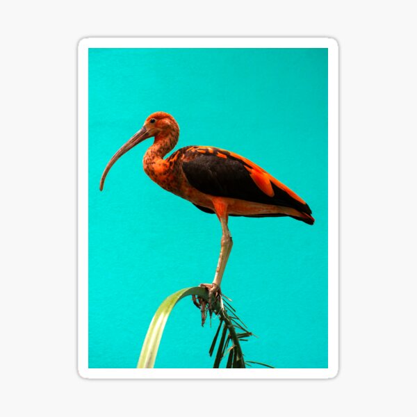 "Spotted Scarlet Ibis " Sticker by beebatch | Redbubble
