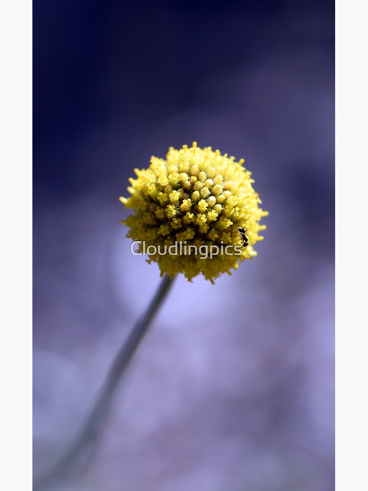 "Billy Button" Sticker for Sale by Cloudlingpics | Redbubble