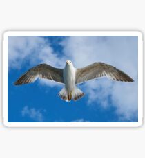 Seagull: Stickers | Redbubble