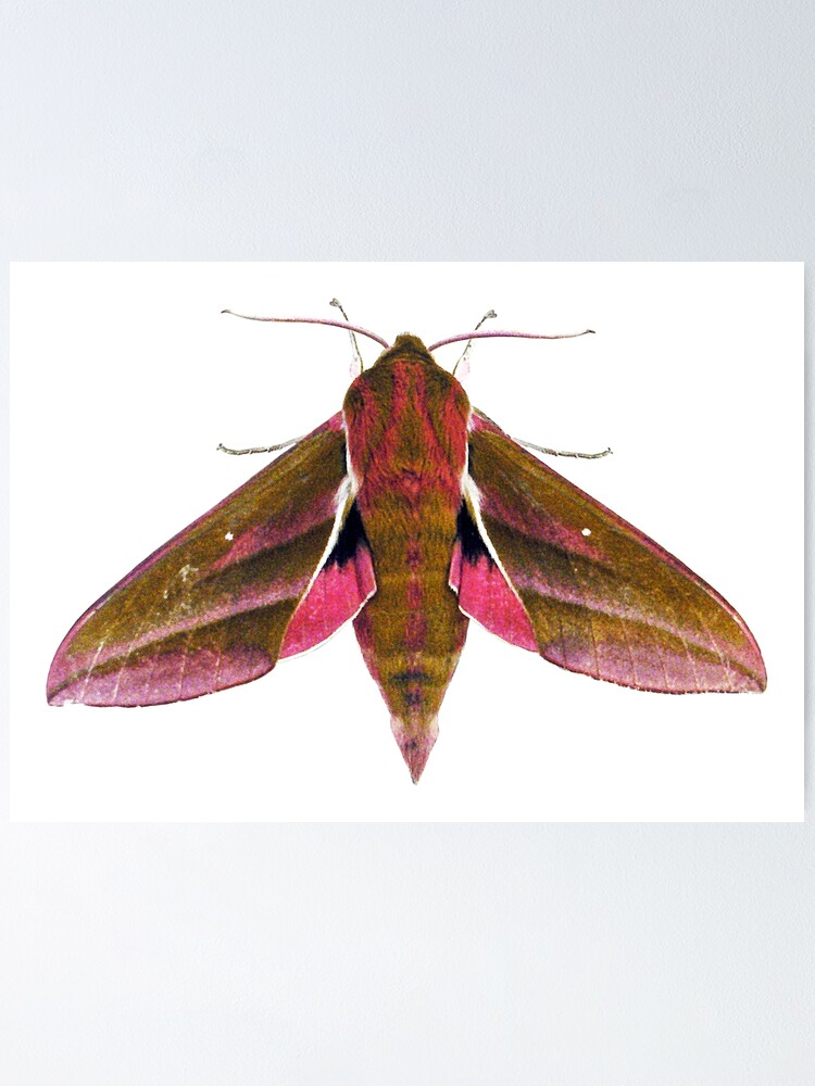 "Elephant Hawk Moth" Poster by DavidRMurphy | Redbubble