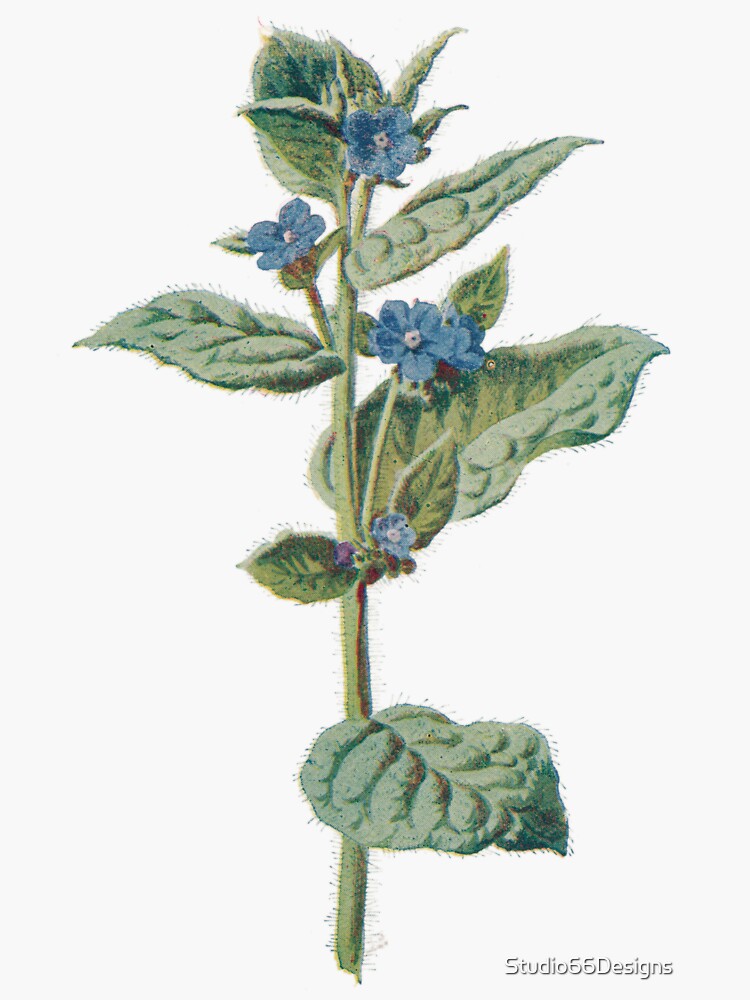 "Alkanet, drooping heart-shaped flowers, Bleeding Heart, Plants Print ...
