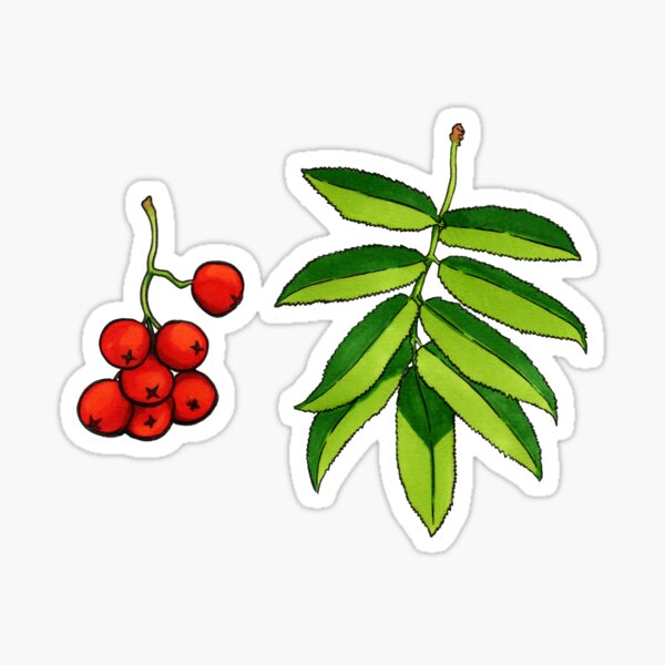 "Rowan " Sticker for Sale by -Senaar- | Redbubble