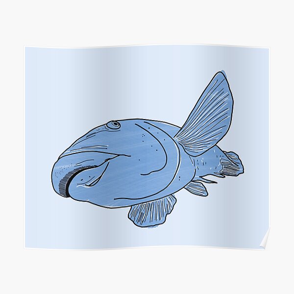 Groper Posters | Redbubble