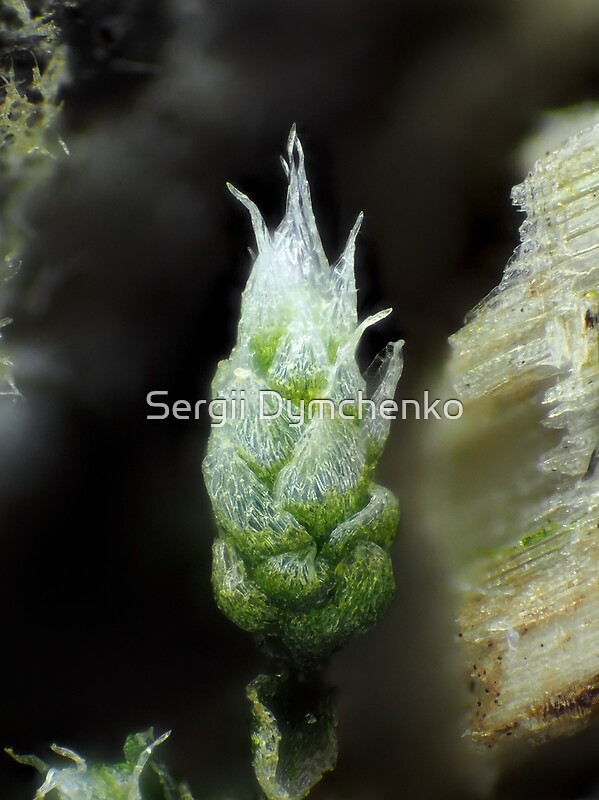 "Moss under the microscope" by Sergii Dymchenko | Redbubble