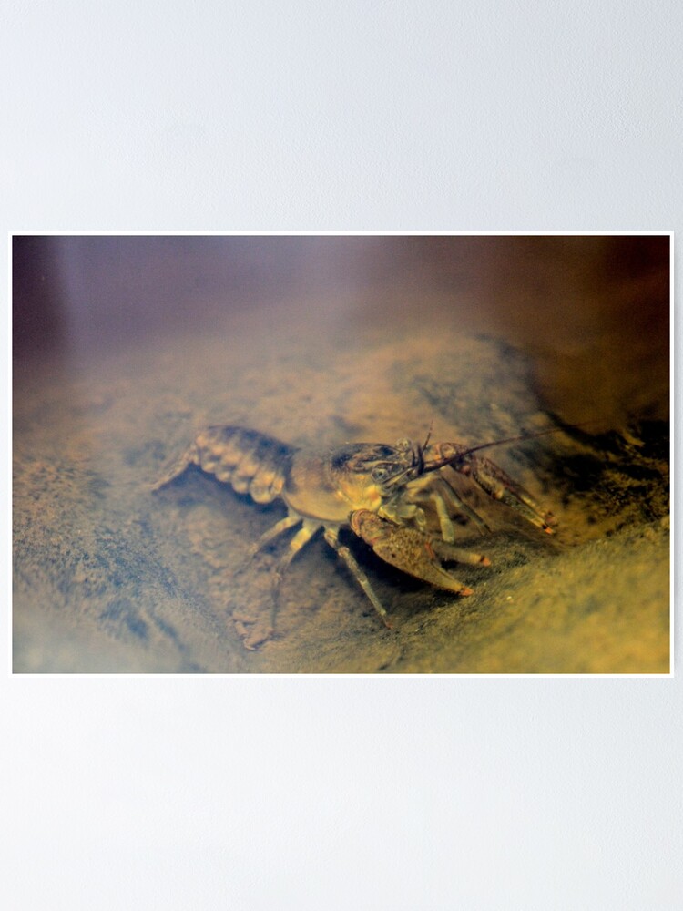 "Crayfish" Poster by stilgar | Redbubble