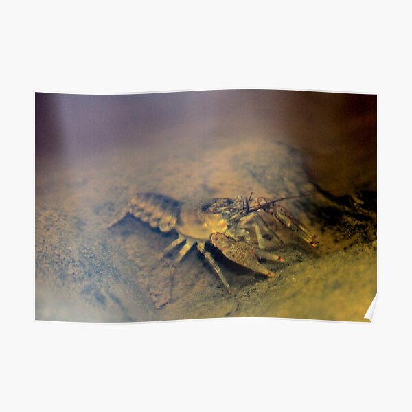 "Crayfish" Poster by stilgar | Redbubble