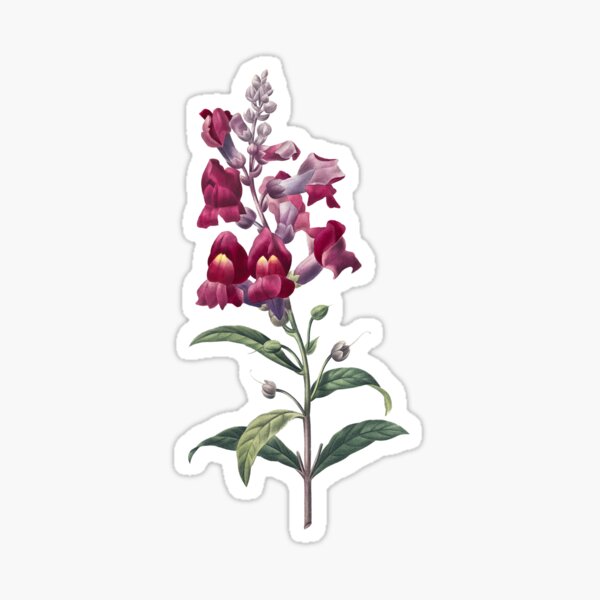 "Garden Snapdragon" Sticker for Sale by Vintage-Illus | Redbubble