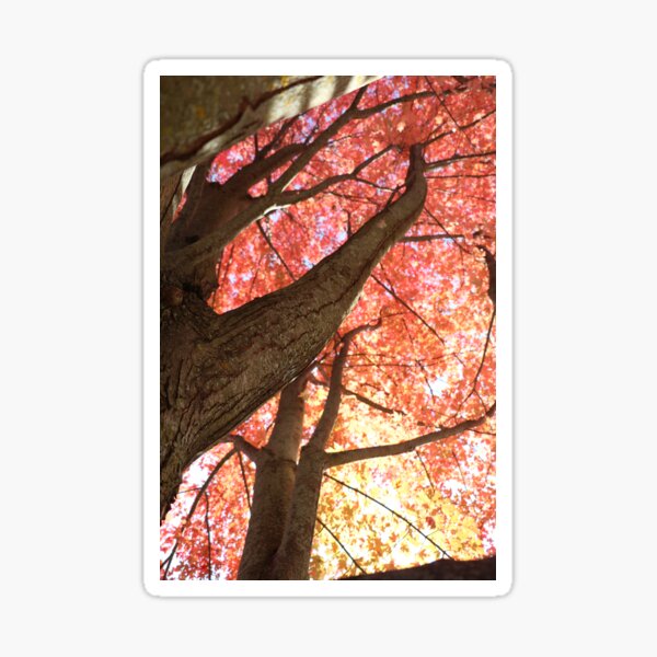 "Colours of the Wind" Sticker by Naz-unedited | Redbubble