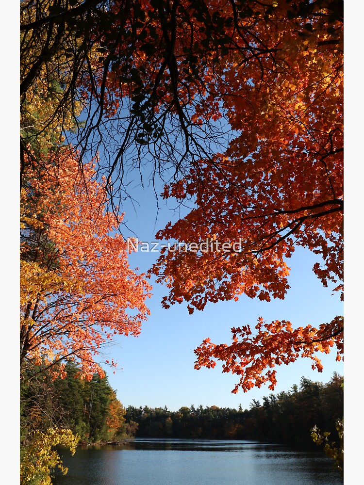 "Nature's Canopy " Sticker by Naz-unedited | Redbubble