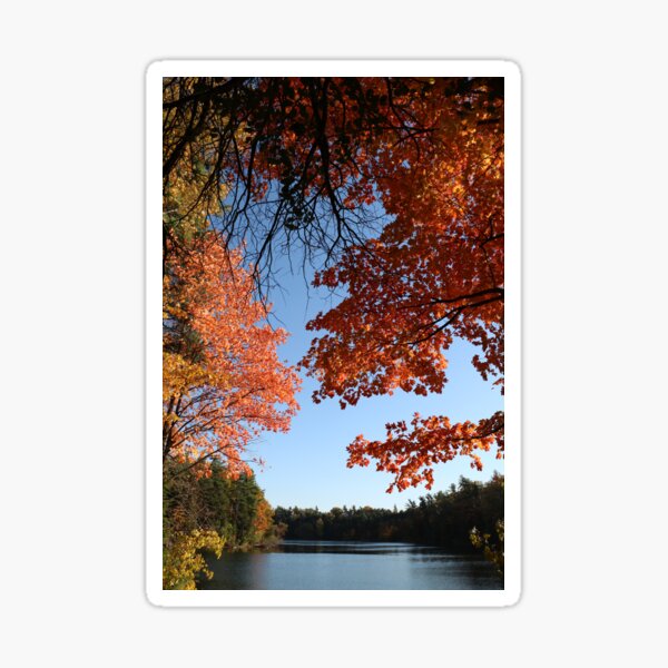 "Nature's Canopy " Sticker by Naz-unedited | Redbubble