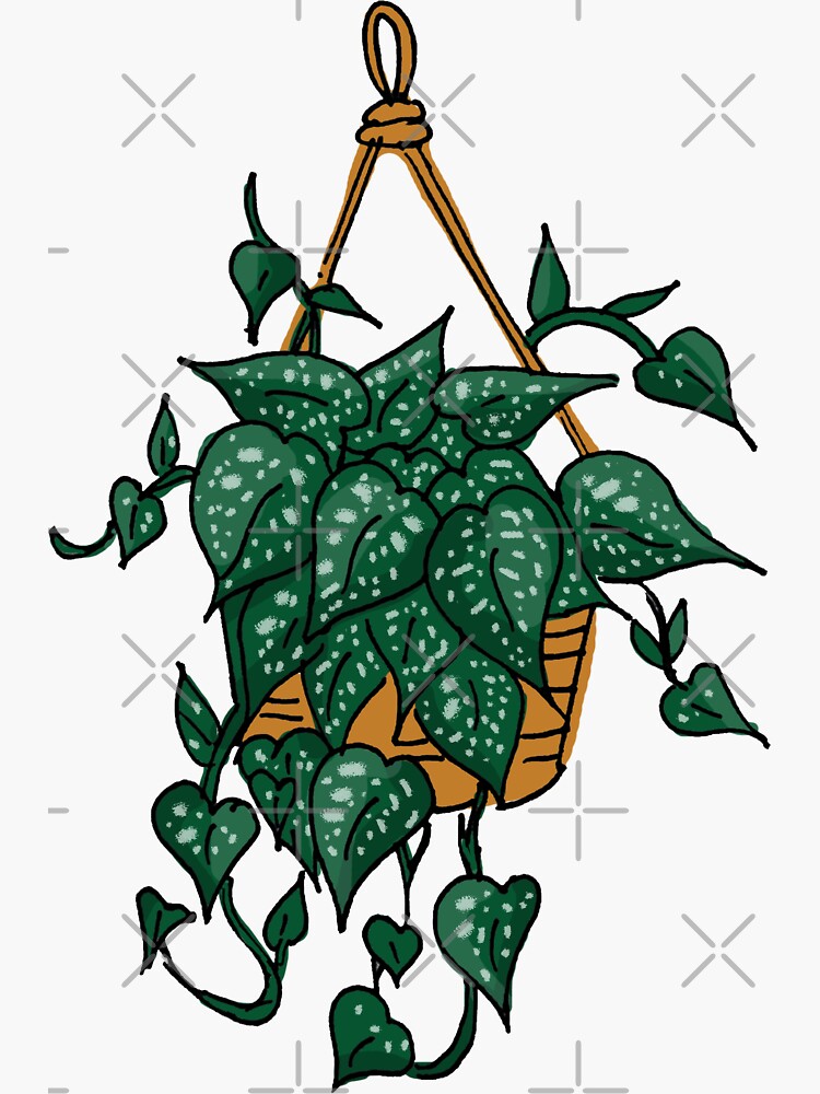 "Scindapsus plant" Sticker for Sale by lovethemplants | Redbubble