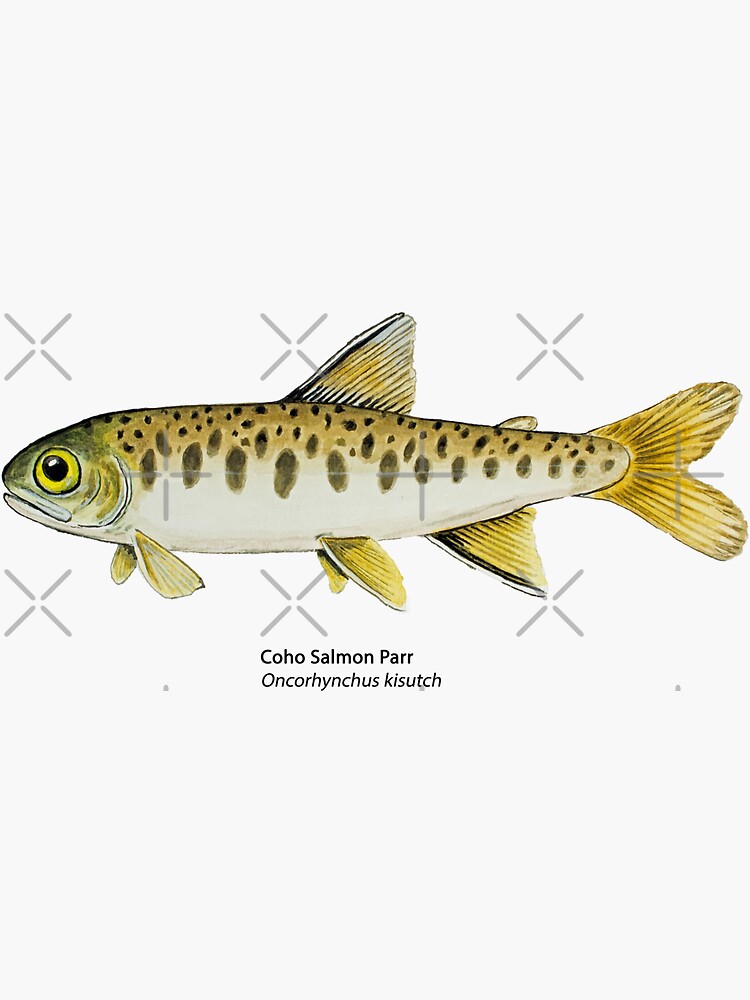 "Coho Salmon Parr" Sticker by skemmss | Redbubble