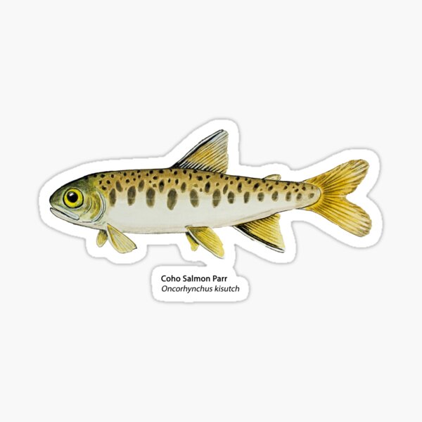 "Coho Salmon Parr" Sticker by skemmss | Redbubble
