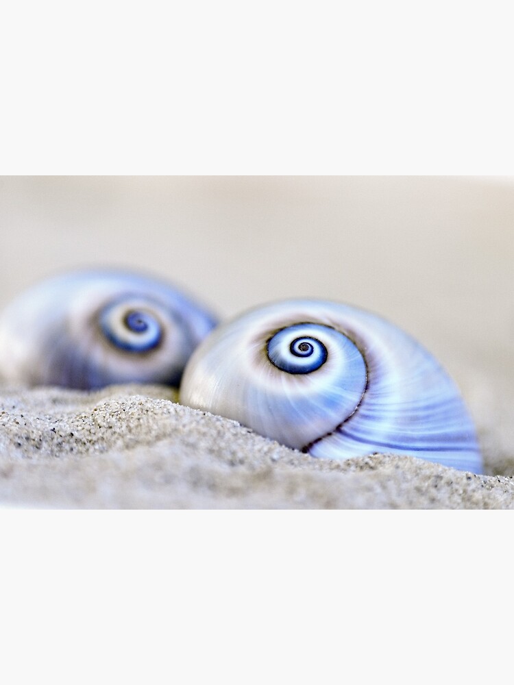 Snail shell III Premium Matte Vertical Poster sold by Chris Duffy | SKU ...