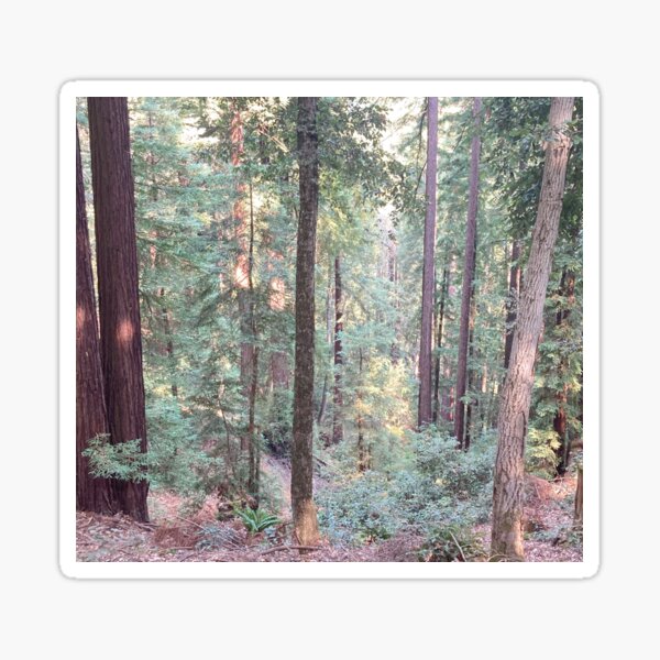 "Redwood Oak Tree Forest" Sticker for Sale by aestheticisland | Redbubble