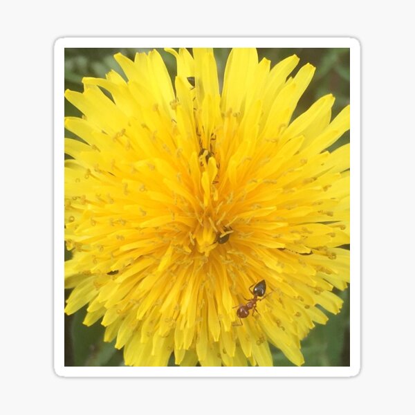 "Summer Yellow" Sticker for Sale by nicdaytoday | Redbubble