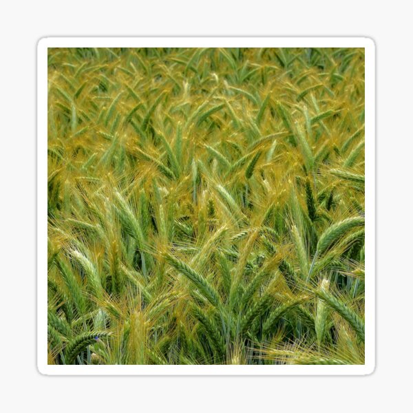"Grain" Sticker for Sale by thtCMRAguy | Redbubble