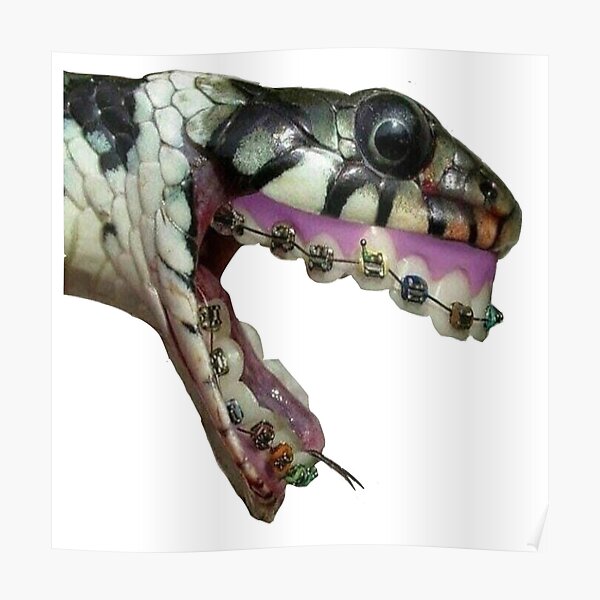 "Cursed Snake with Braces" Poster for Sale by freakydutchkid | Redbubble