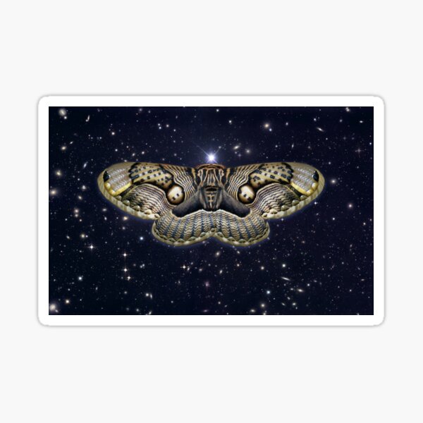 "Brahmin Moth 1" Sticker for Sale by jenithea | Redbubble