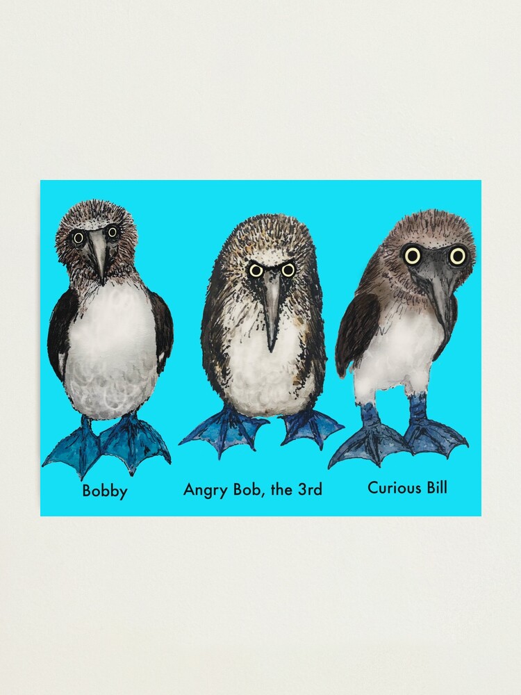 "Bobby, Angry Bob the 3rd und Curious Bill das Trio von Blue Footed ...