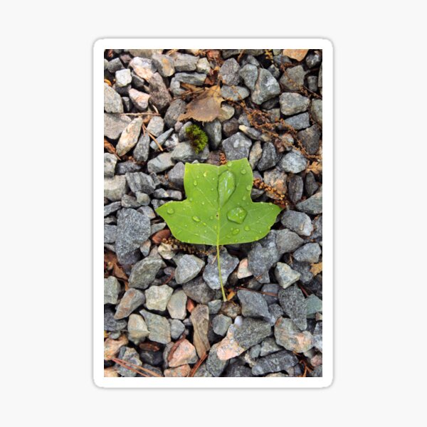 "Poplar Leaf" Sticker for Sale by elasita | Redbubble
