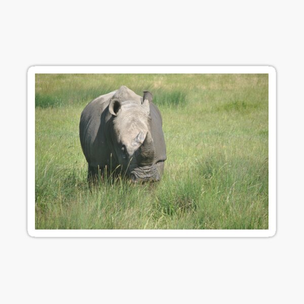 "White Rhino" Sticker for Sale by xanthriah | Redbubble